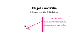 Cellular Extensions- cilia/flagella by Erin Petersen on Prezi