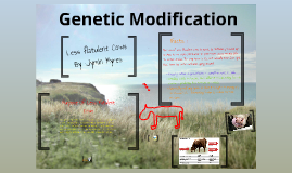 Less Flatulent Cows by Jymin Myres on Prezi