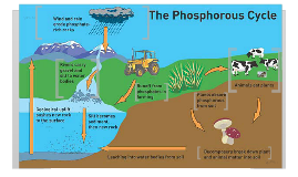 Phosphorus Biogeochemical Cycle by Michael Steele on Prezi
