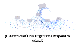 5 Examples of How Organisms Respond to Stimuli by Austin Brashear ...