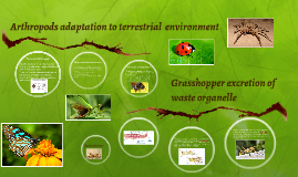Arthropods adaptation to terrestrial enviroments by Sarah Grieve on Prezi