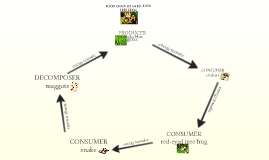 food chain of a red-eyed tree frog by Grace Luther on Prezi