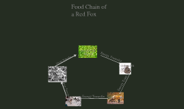 Food chain of a red fox by AUSTIN KOSIEK on Prezi