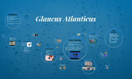 Glaucus Atlanticus by Dewi Johnson on Prezi