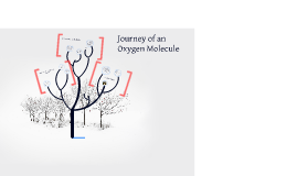 Journey of an Oxygen Molecule by Ray Sutton on Prezi