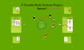 Function of The Body Systems During Soccer by Jennifer Lopez on Prezi