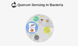 Quorum Sensing in Bacteria by on Prezi