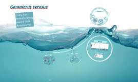 Gammarus setosus by Jeanette Wong on Prezi