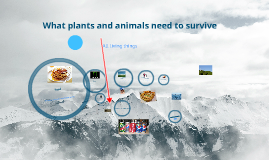 What all animals and plants need to survive by Jeremy L on Prezi
