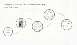 Digestive tract of the chicken: structure and function by Heather Thorn ...