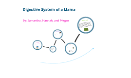 Llama Digestive System by Megan Chafin on Prezi