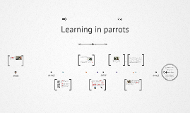 Core study 3: Pepperberg (parrot learning) by Psychology Teacher on Prezi