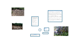 Clear Cutting vs Selective Logging by Martin Liu on Prezi