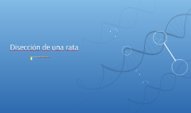 Disección de una rata by Anita María on Prezi