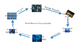 Food Chain of an Ocean Sunfish by Noah Hornberger on Prezi