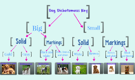 Dog Dichotomous Key by Morgan Curran on Prezi