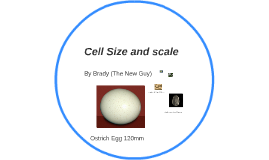 Cell Size and scale by Brady Amos on Prezi
