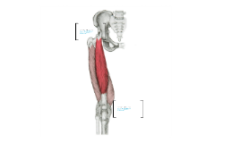 Spina Iliaca anterior inferior by Marc Kollaart on Prezi