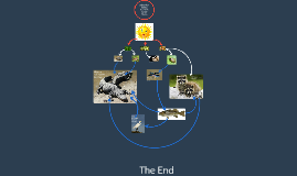 Okefenokee Swamp Food Web by Jack Hughes on Prezi