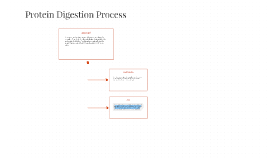 Protein Digestion Process by Ken Ho on Prezi