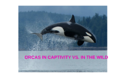 ORCAS IN CAPTIVITY VS. IN THE WILD by Kaitlyn Kovarcik on Prezi
