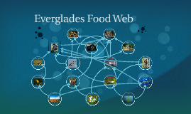 Everglades Food Web by Anthony Holcomb on Prezi