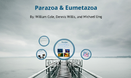 Parazoa and Eumetazoa Presentation by Michael Ung on Prezi
