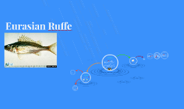 Eurasian Ruffe by Saad Mirza on Prezi