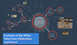 Evolution of the White-Tailed Deer by Caleb Haverstick on Prezi