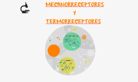 MECANORRECEPTORES TERMORRECEPTORES by Andrea Bravo Madrigal on Prezi