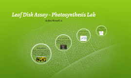 Leaf Disk Assay - Photosynthesis Lab by Bailey Russell on Prezi