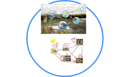 Florida panther food web by JT Gillam on Prezi