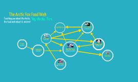 Arctic Fox Food Web by Hannah Mallek on Prezi