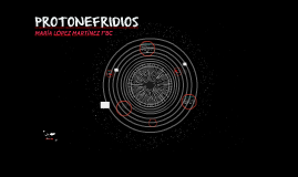 PROTONEFRIDIOS by sofia rubio on Prezi