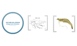 ANATOMÍA DEL CAMARÓN by SARA EGAS on Prezi