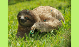 Sloth ancestors by andrew reyes on Prezi