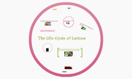 Lettuce Life Cycle by Megan Kuipers on Prezi