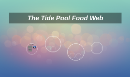 The Tide Pool Food Web by Brittney Taylor on Prezi