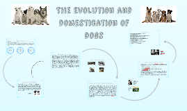The Evolution of siberian huskies by on Prezi