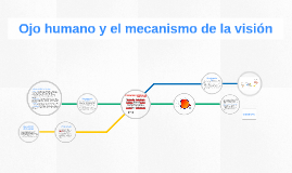 Ojo humano y el mecanismo de la visión by Felipe FERNANDEZ on Prezi