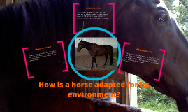 Horse Adaptations by Carol Dundorf on Prezi