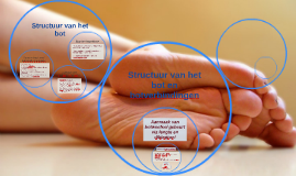 Structuur van bot en botverbindingen by Voetcentrum Verweij on Prezi