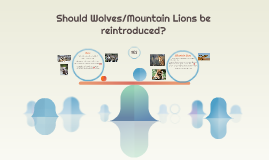 Life Cycle of Canadian Lynx by Shawn Flood on Prezi