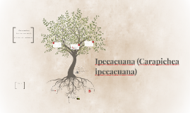 Ipecacuana (Cephaelis ipecacuanha) by Allison Jimenez on Prezi
