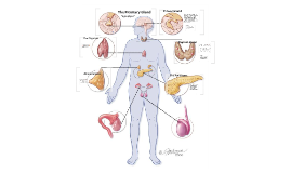 Endocrine System Brochure Pamphlet by Lam Huynh on Prezi