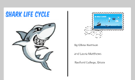 SHARK LIFE-CYCLE by olivia harrison on Prezi