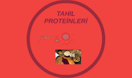 TAHIL PROTEİNLERİ by Busra Yalcin on Prezi