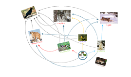 Boreal Forest Biome Food Web by Leigh Rogers on Prezi
