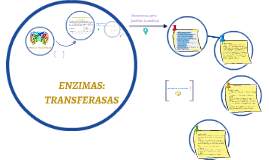 ENZIMAS: TRANSFERASAS by Dayra maryori Serrano Arango on Prezi