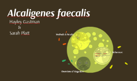Alcaligenes faecalis by sarah platt on Prezi